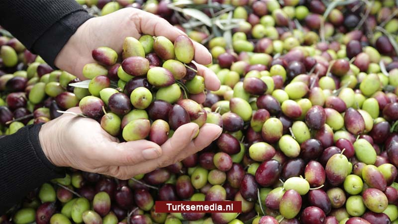 Turkse olijvensoort krijgt Europese bescherming tegen namaak - Turkse ...